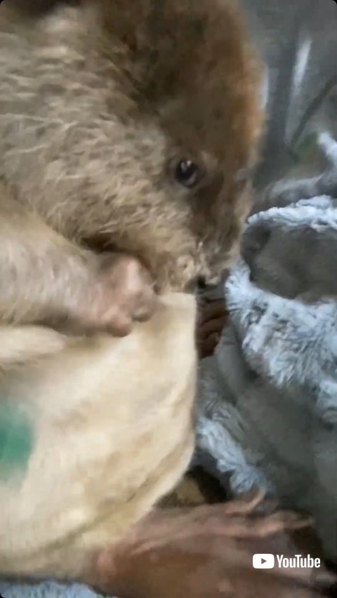 赤ちゃんビーバーをブラッシングすると…… 飼い主に甘えるような鳴き声と気持ちよさそうな表情がかわいい【米】（2/2） | ねとらぼ：2ページ目