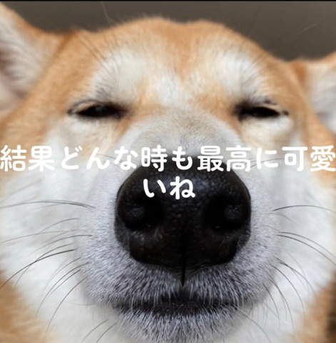 あるとき突然まゆげ犬になった柴犬のビフォーアフター 爆笑必至の姿に「思った以上に眉毛」「両津勘吉ですねw」 | ねとらぼ