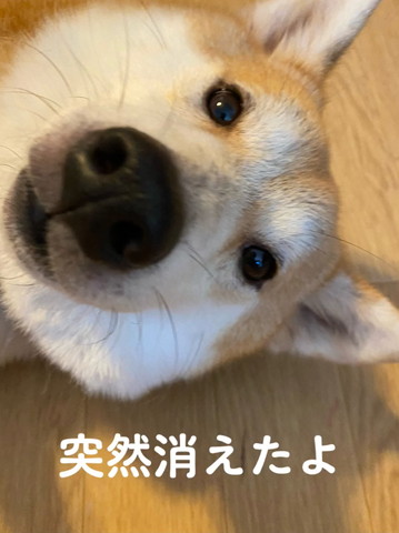 あるとき突然まゆげ犬になった柴犬のビフォーアフター 爆笑必至の姿に「思った以上に眉毛」「両津勘吉ですねw」 | ねとらぼ