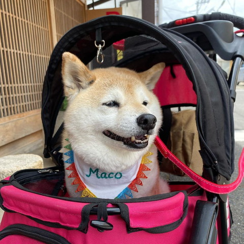 飼い主の呼びかけをスルーする柴犬、“魔法の言葉”を口にすると…… 抜群の効果に「その言葉に勝つものはないw」と共感の声 | ねとらぼ