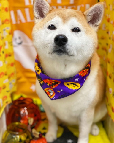 犬「すません、さすがにやりすぎました」 泥遊びで半面“熊”になってしまった柴犬、後悔したような表情に笑いが巻き起こる | ねとらぼ