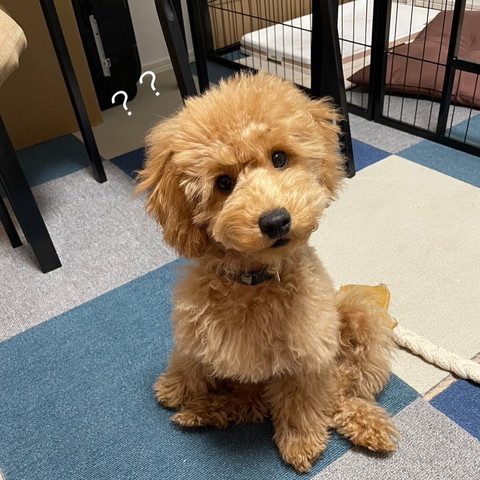 「愛犬にバレず帰宅するドッキリ」を仕掛けたら……爆笑リアクションが290万再生 「一瞬時が止まる」「頭フル回転させてるw」 | ねとらぼ