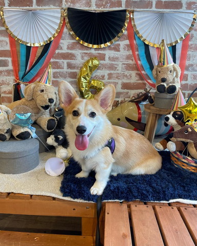 自分の足が“長い”と思っているコーギー、水が流れる石段を渡ると毎回…… 176万再生の天然シーンに「全部おちてるww」「可愛すぎ」 | ねとらぼ