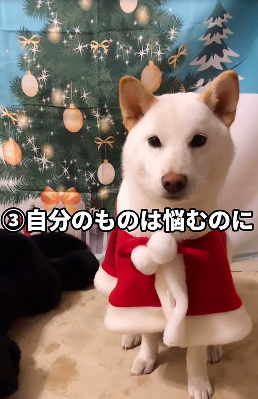 柴犬の飼い主が体験した“七不思議”に共感続出！ 「いいねを50個くらい押しちゃいそう」「犬の力は恐るべし」 | ねとらぼ