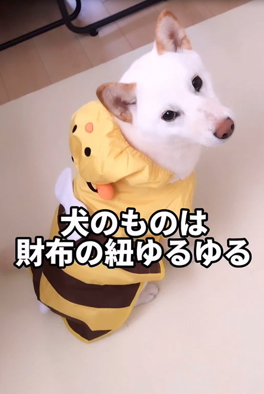 柴犬の飼い主が体験した“七不思議”に共感続出！ 「いいねを50個くらい押しちゃいそう」「犬の力は恐るべし」 | ねとらぼ