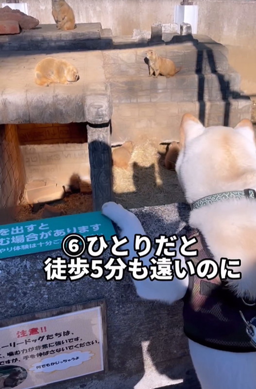 柴犬の飼い主が体験した“七不思議”に共感続出！ 「いいねを50個くらい押しちゃいそう」「犬の力は恐るべし」 | ねとらぼ
