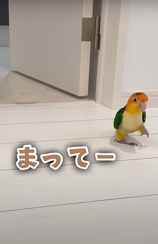 大好きなパパの帰宅を歩いて出迎えるインコたち ず〜っとついて回る様子に「てちてち歩きで可愛い」「何やこの天使たち！」 | ねとらぼ