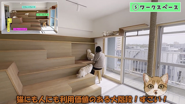 築43年の1LDKマンション、猫のため全室改修した“目を疑う光景”に「いいなぁー！」「全国各地にほしい」（1/2） | リフォーム・リノベーション・DIY ねとらぼ